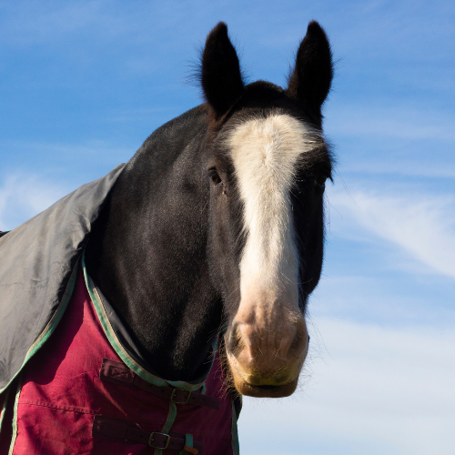 Annual RDA Award Winners Announced - Riding for the Disabled ...